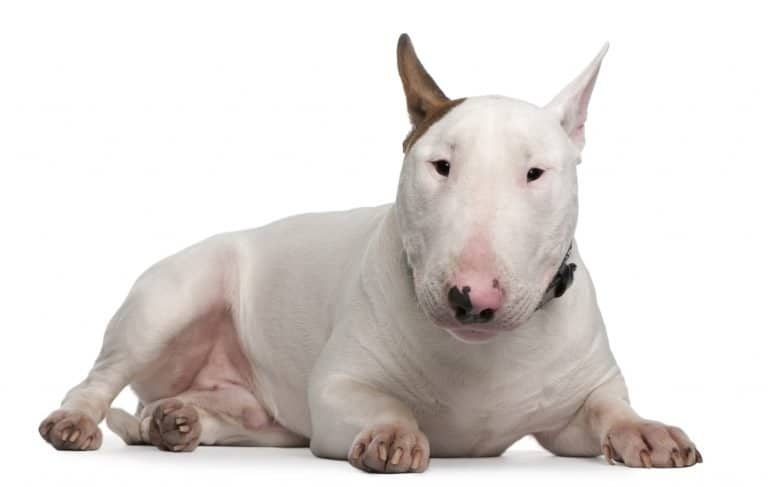 Bull Terrier Complete Information | Dog Breeds FAQ