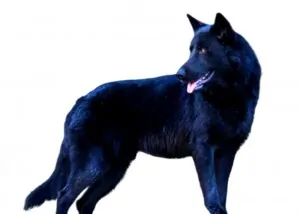 5 Popular Mexican Dog Breeds [ With Photos ]