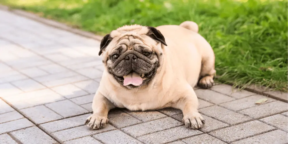 Can Pugs Be Kept Outside