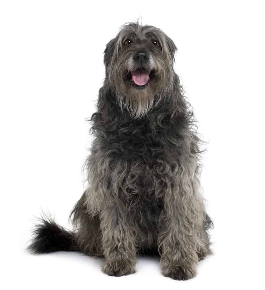 47 Spanish Dog Breeds [The Complete List With Photos]