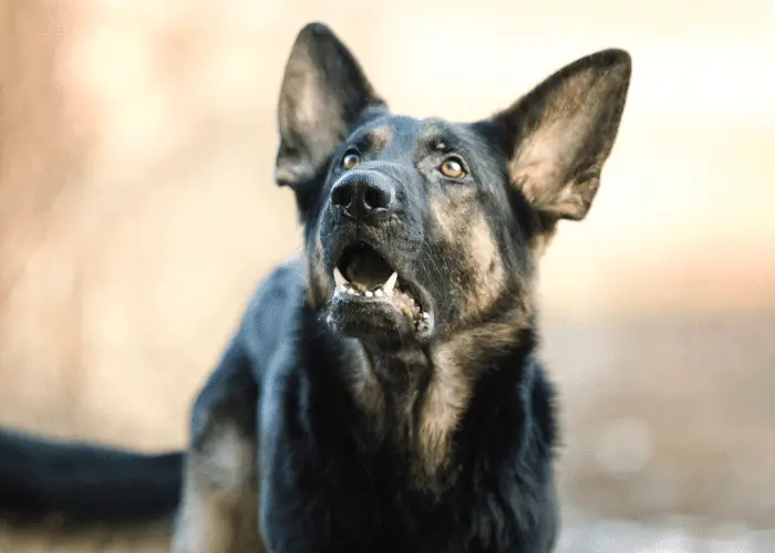 24 Dog Commands in German ( With Pronunciation and Audio )