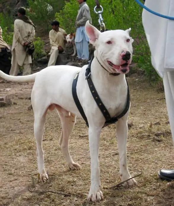 19 Exotic Indian Dog Breeds (Forgotten Native Dogs Of India)