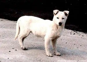 7 Razas populares de perros coreanos: ¿MEJOR AMIGO o COMIDA DE Hombre ...