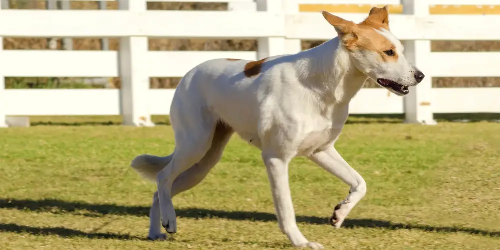 Jewish Dog Breeds: An Exploration of Faithful Companions