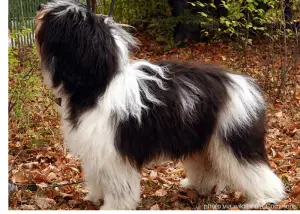 5 Polish Dog Breeds (ALL DOGS FROM POLAND)