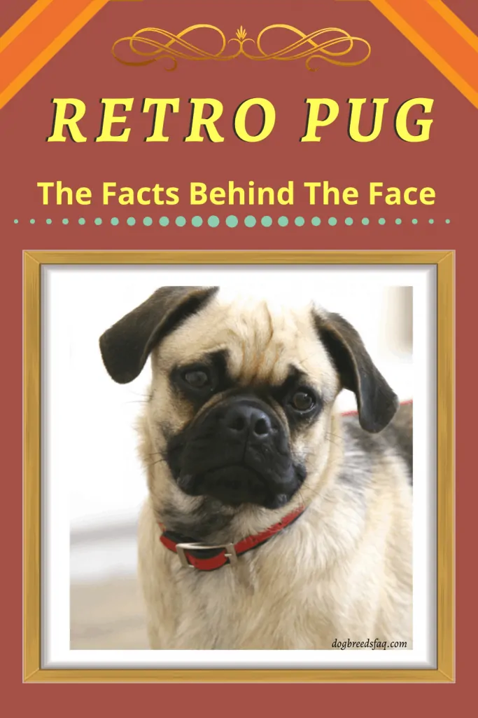 RETRO Pug: The Facts Behind The Face | Dog Breeds FAQ