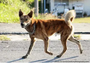 The 13 Japanese Dog Breeds ( Popular Dogs from Japan)