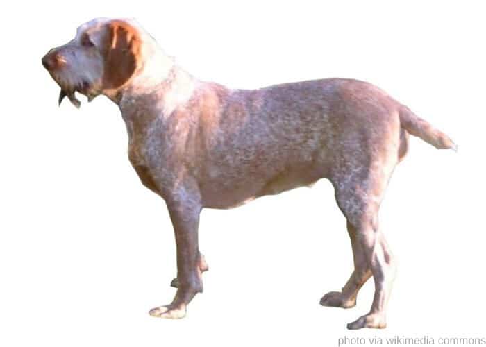 13 Amazingly Unique Italian Dog Breeds (Famous Italian Dogs)