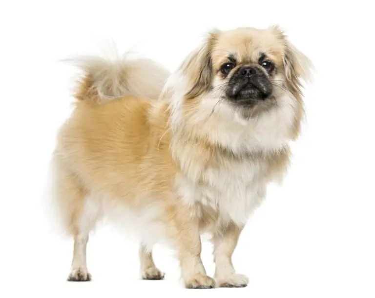 21 Popular Chinese Dog Breeds List ( Alphabetical )