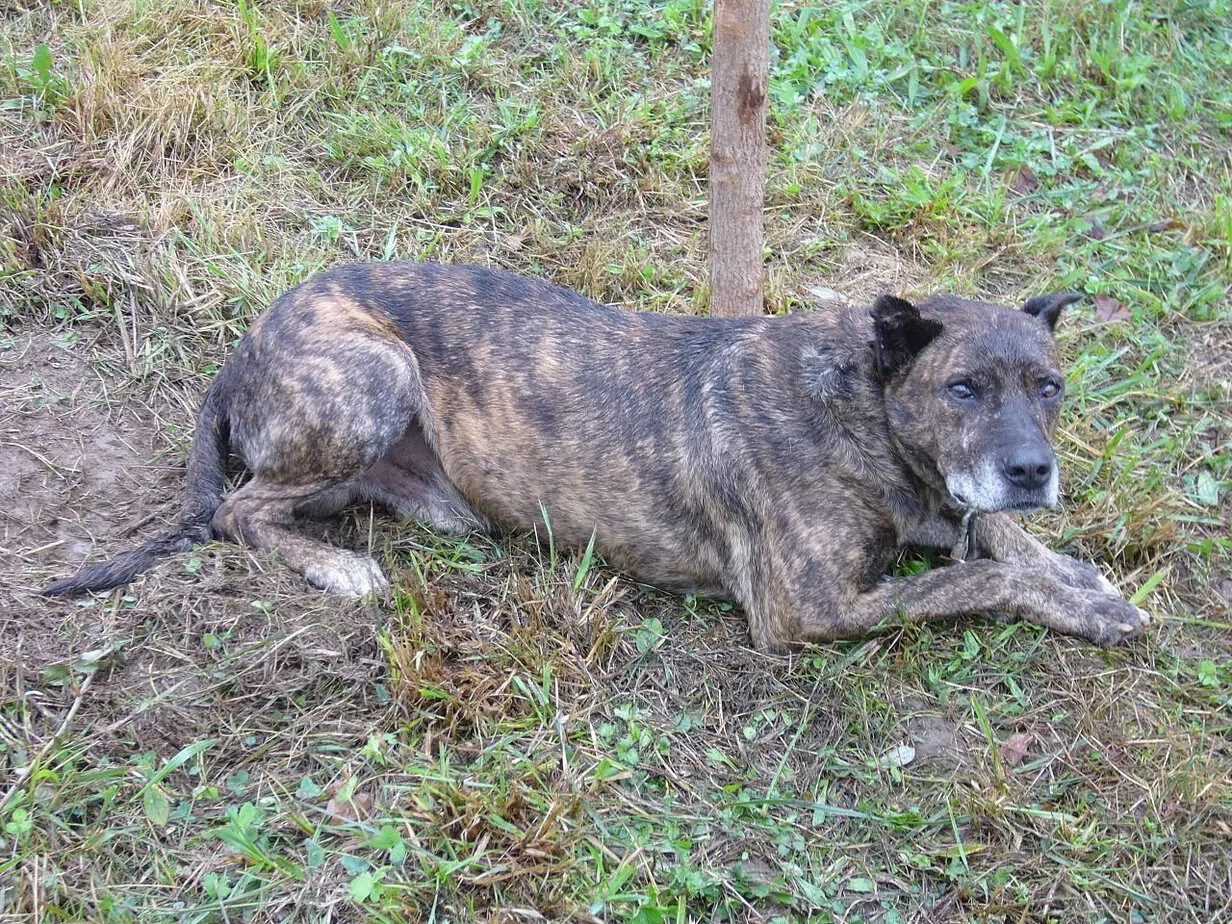47 Spanish Dog Breeds [The Complete List With Photos]