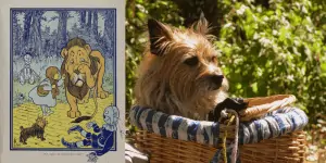 What Type of Dog Is Toto? ( Wizard Of Oz ) | Dog Breeds FAQ