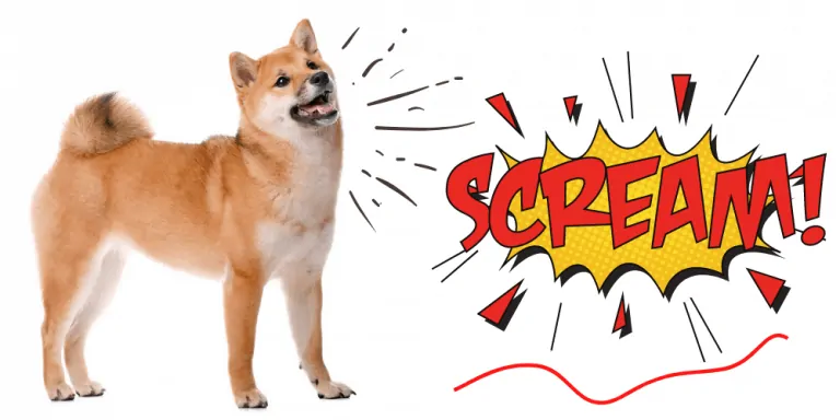 What is a Shiba Inu Scream? | Dog Breeds FAQ
