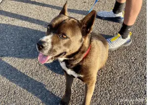 What is an Akita Pitbull Mix? (Akita Pit With Pictures)