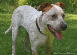 13 Popular Native Australian Dog Breeds | Dog Breeds FAQ