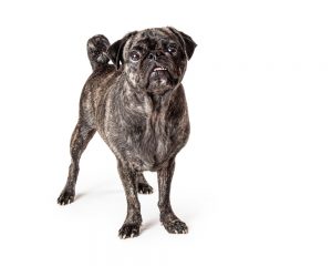 Brindle Pug: The Dog Behind the RARE Striped Coat