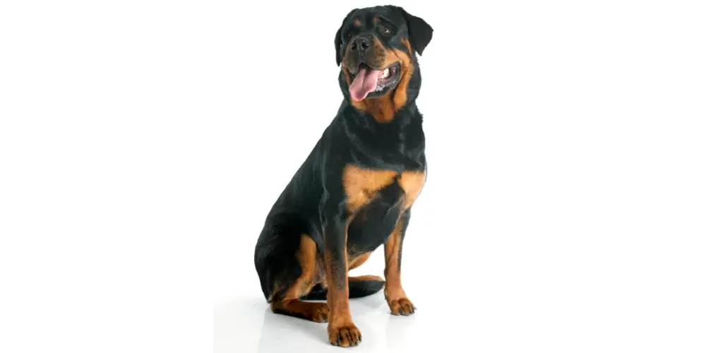 5 Dogs with Abs: Unleashing Canine Fitness | Dog Breeds FAQ