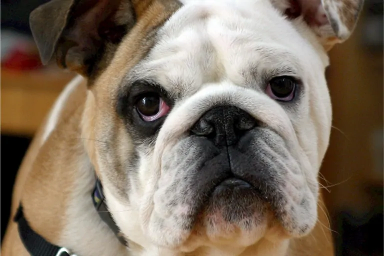 Why Do Dogs Have Jowls? ( Asset or Liability )
