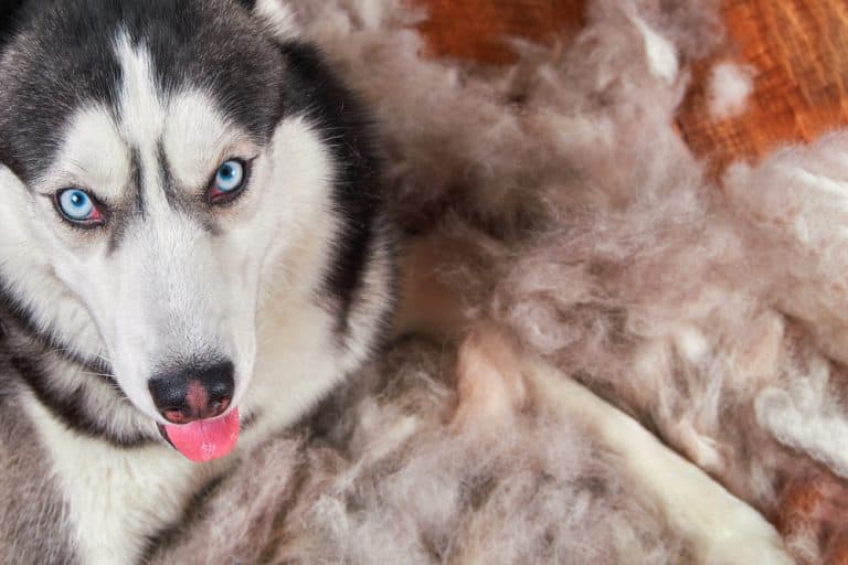 Do Huskies Shed? [With Photos and BEST Grooming Tips]