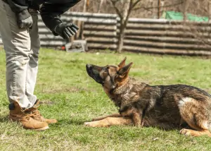 A Complete Guide to Dog Commands in German ( With Audio )