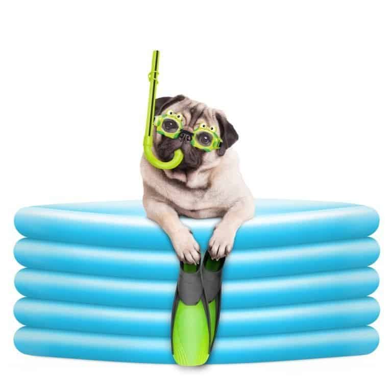 Can Pugs Swim? [With Photos & Video] | Dog Breeds FAQ