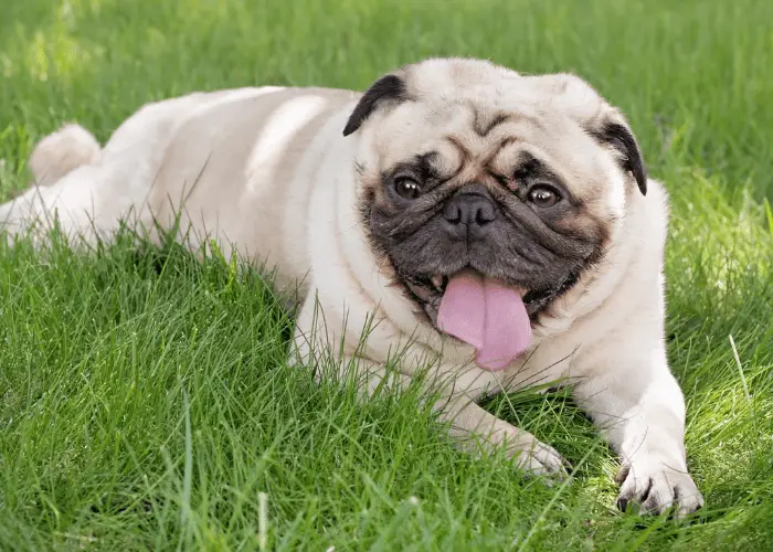 Do Lazy Pugs Shed (Or Not)? | Dog Breeds FAQ