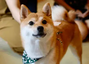 15 MUST KNOW Shiba Inu Pros and Cons (Before You Get One)