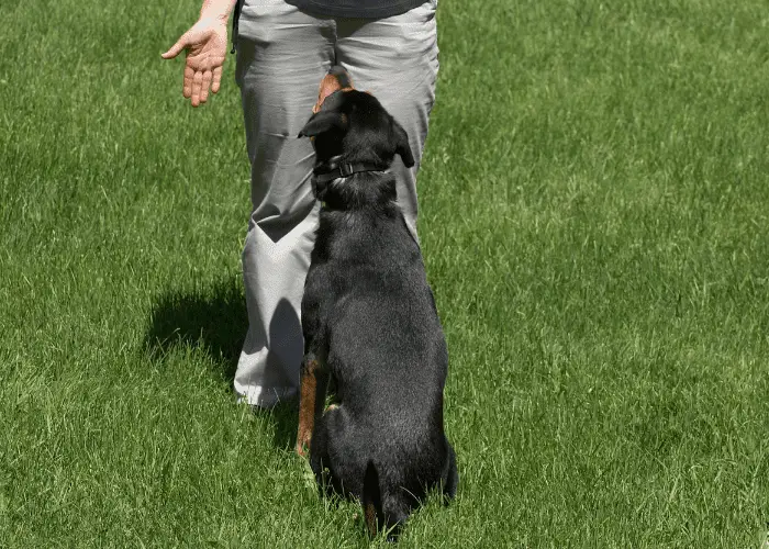 24 Dog Commands in German ( With Pronunciation and Audio )