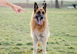 A Complete Guide to Dog Commands in German ( With Audio )